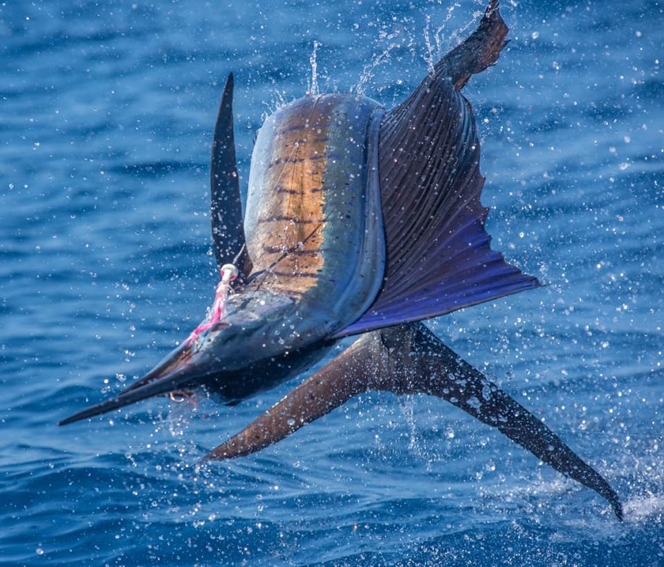 rigging-up-for-billfish-on-the-fly-by-brian-horsley - RIO Products